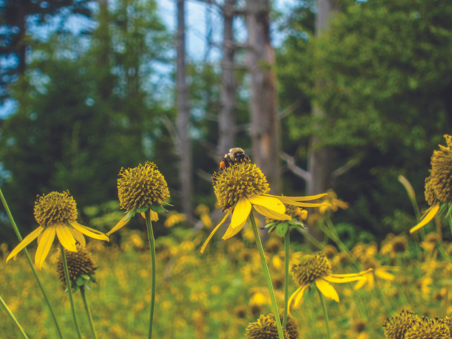 Protect and preserve essential Virginia pollinators during national ...