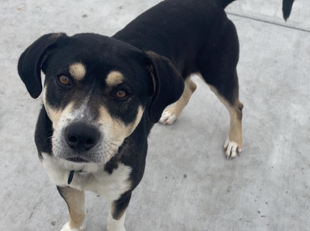 Meet Tiesha, Fenrir, Neptune, and Marmaduke | RHSPCA Pets of the Week - Rocktown Now