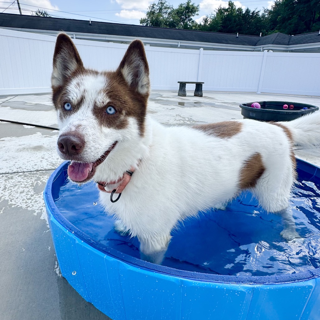 Meet Calypso, Gigi, and Anastasia | RHSPCA Pets of the Week - Rocktown Now