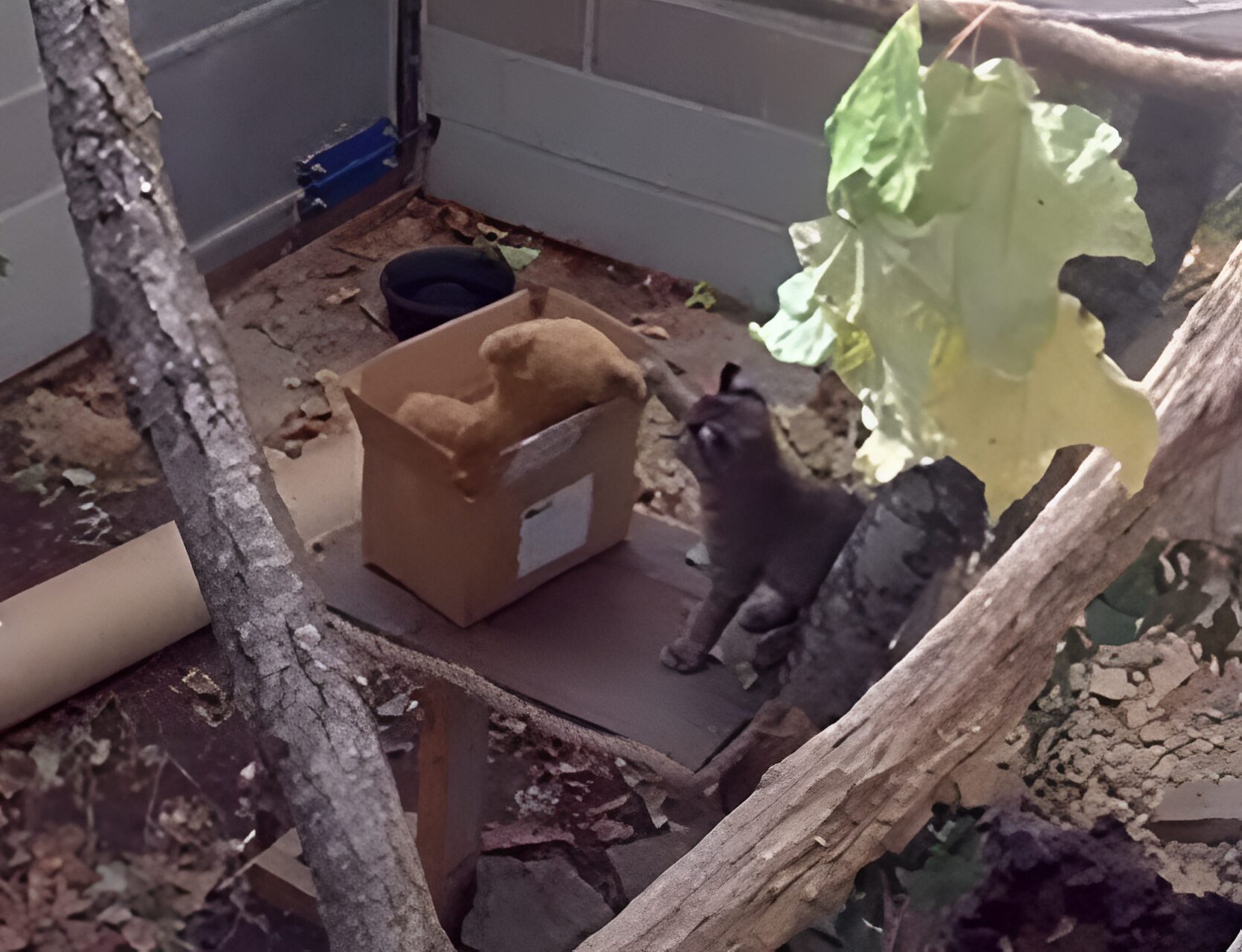 Update on Bobcat kitten admitted to Wildlife Center of Virginia ...