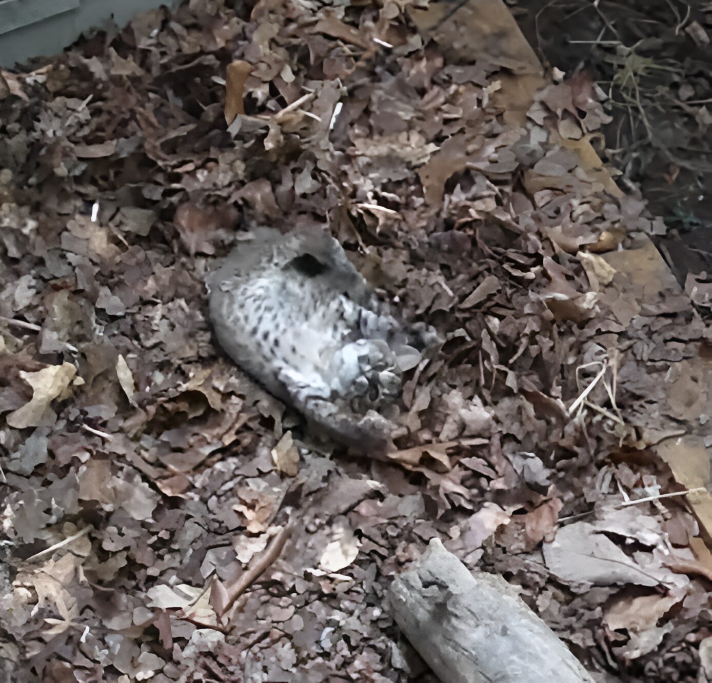 Update on Bobcat kitten admitted to Wildlife Center of Virginia ...