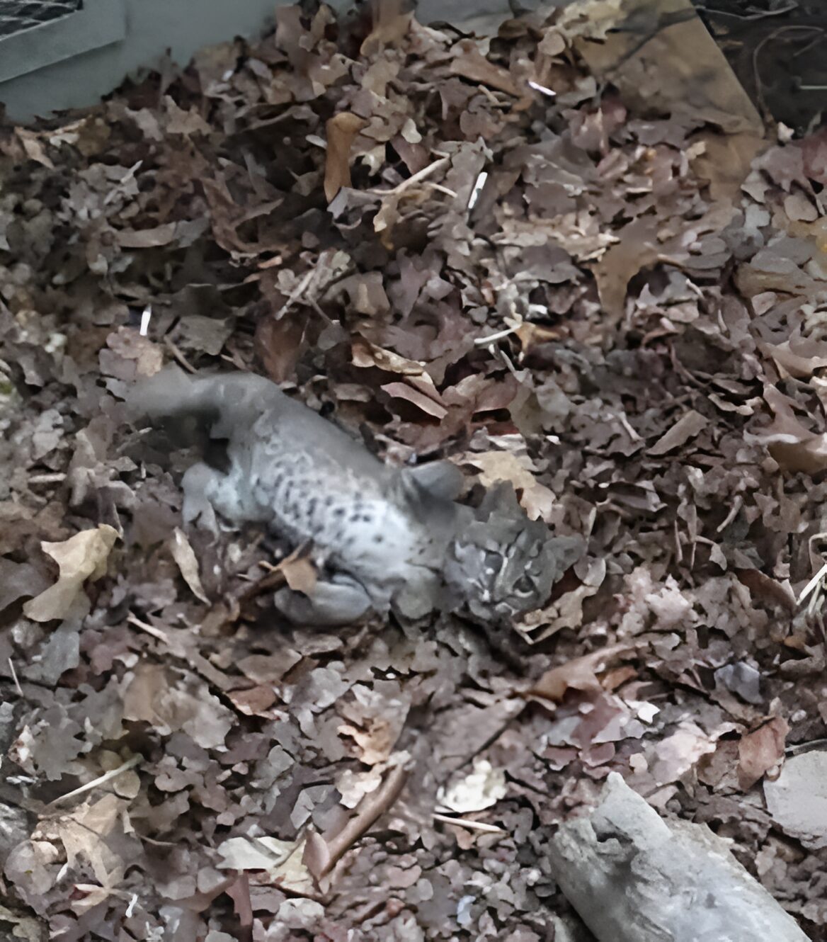 Update on Bobcat kitten admitted to Wildlife Center of Virginia ...