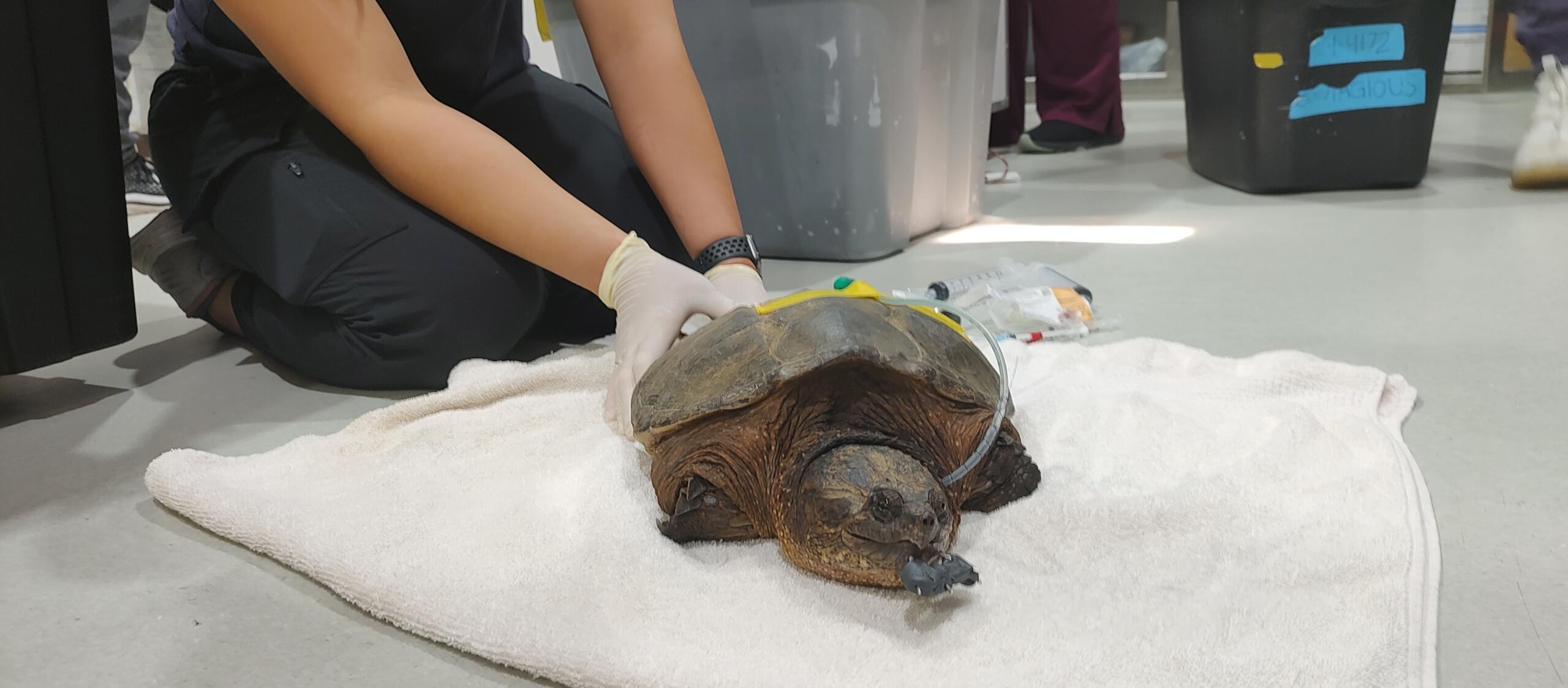 Wildlife Center of Virginia welcomes 13 hatchling Snapping Turtles ...