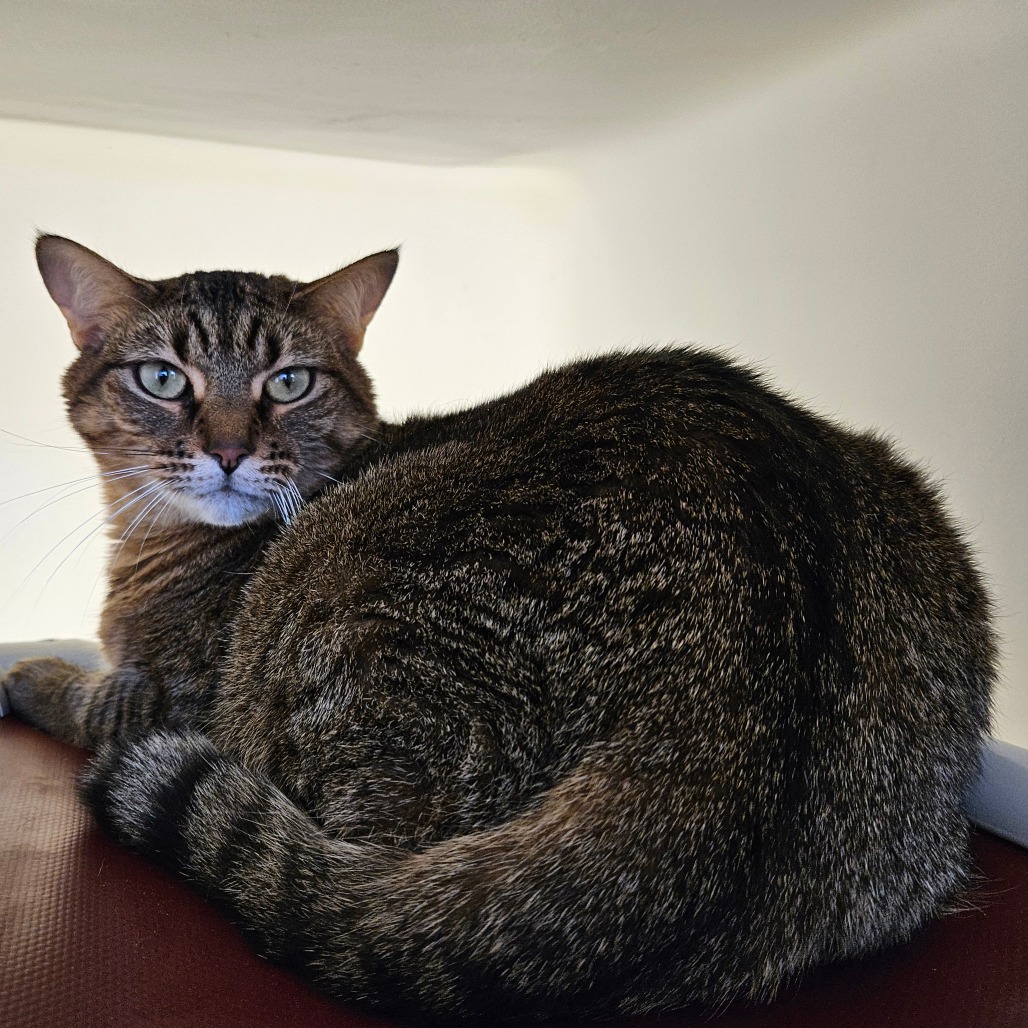 Meet Nubia and Cooper | RHSPCA Pets of the Week - Rocktown Now