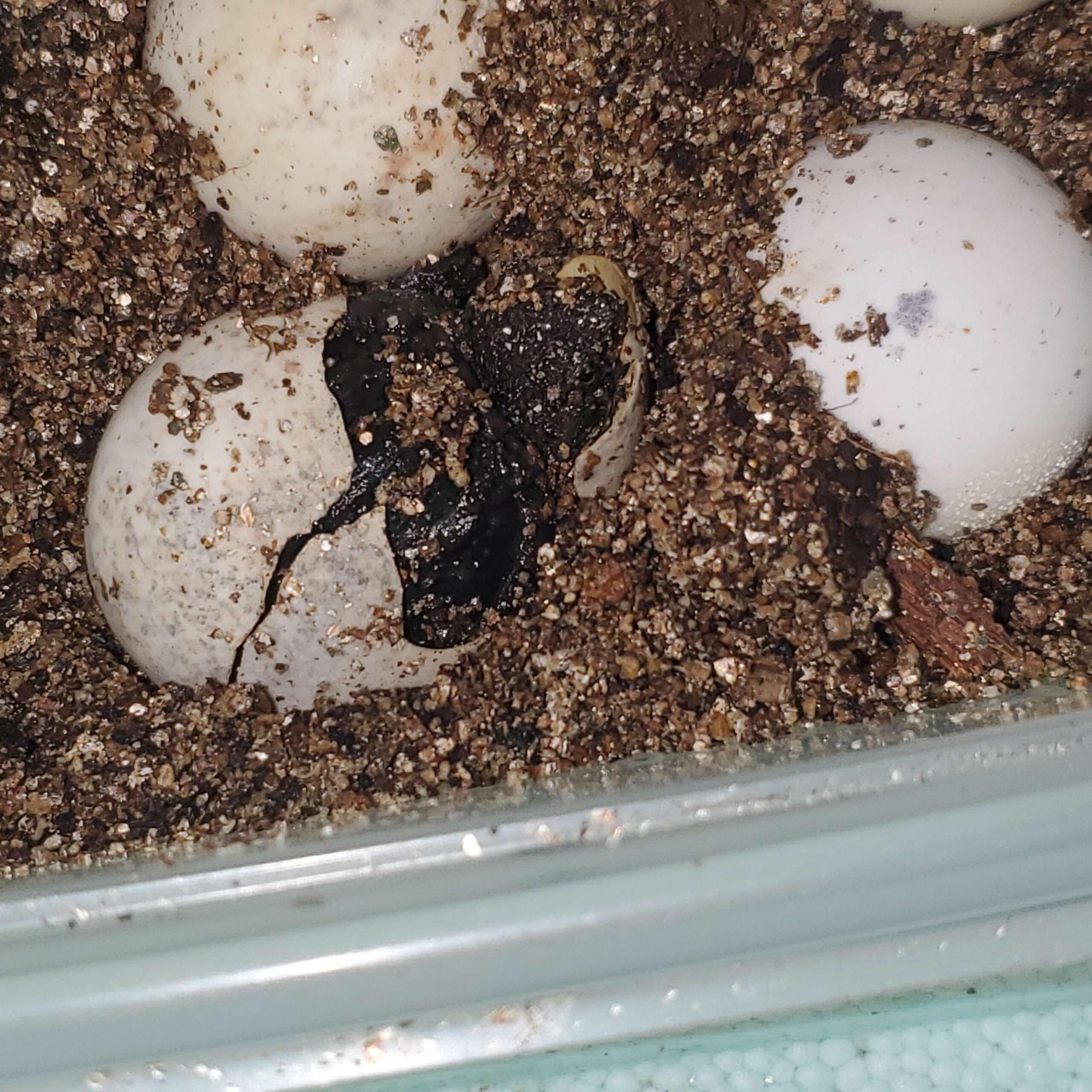 Wildlife Center of Virginia welcomes 13 hatchling Snapping Turtles - Rocktown Now