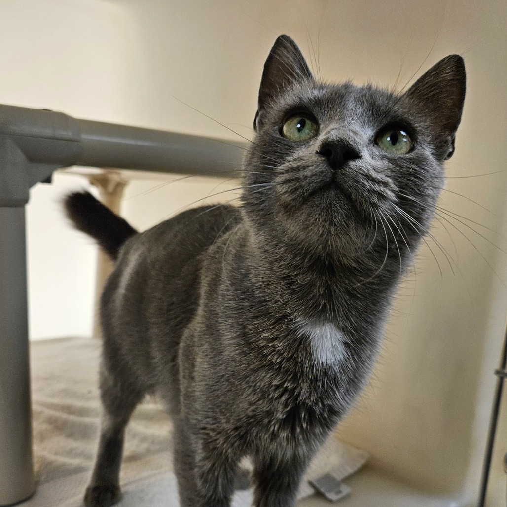 Meet Emily Elizabeth and Ziva | RHSPCA Pets of the Week - Rocktown Now