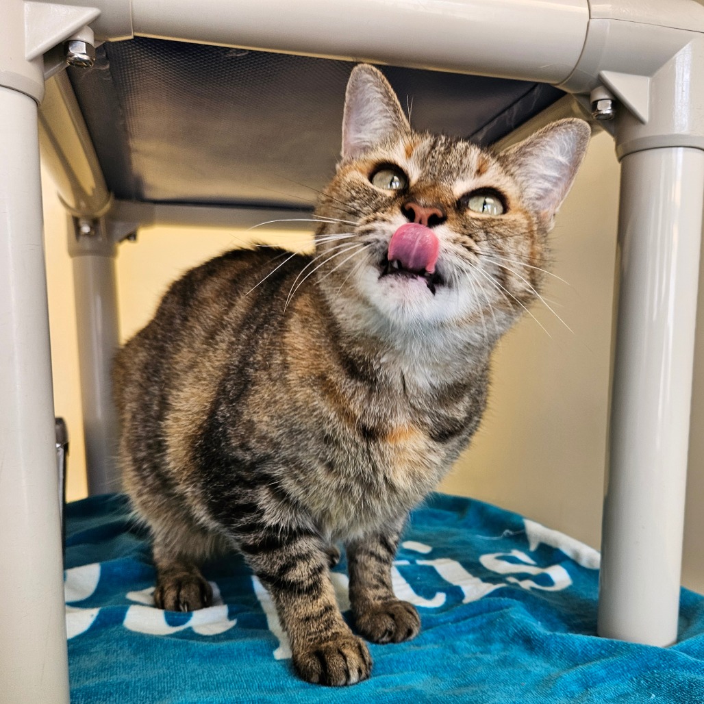 Meet Charli, Shantel and Tony | RHSPCA Pets of the Week - Rocktown Now