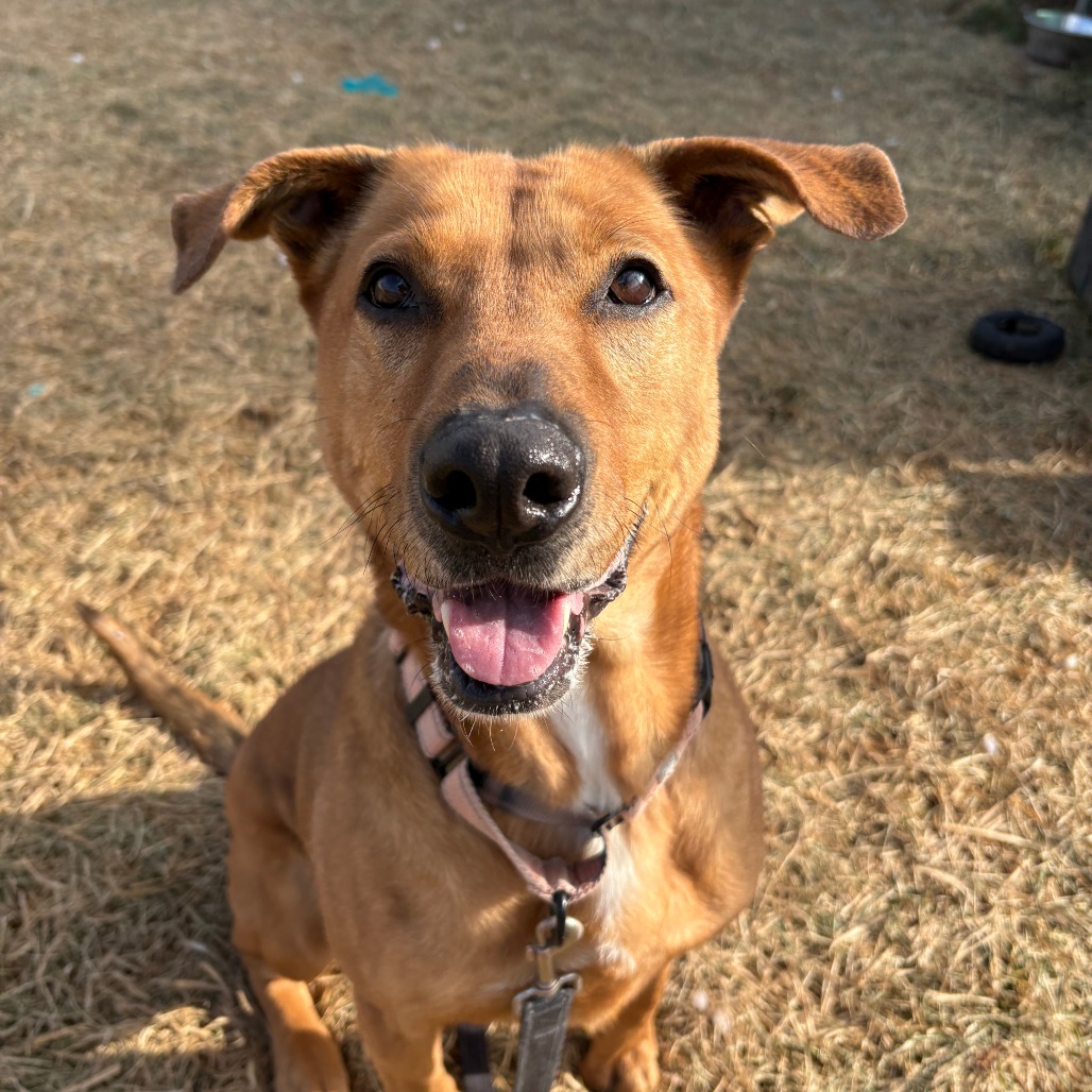 Meet Rozwell and Bella | RHSPCA Pets of the Week - Rocktown Now
