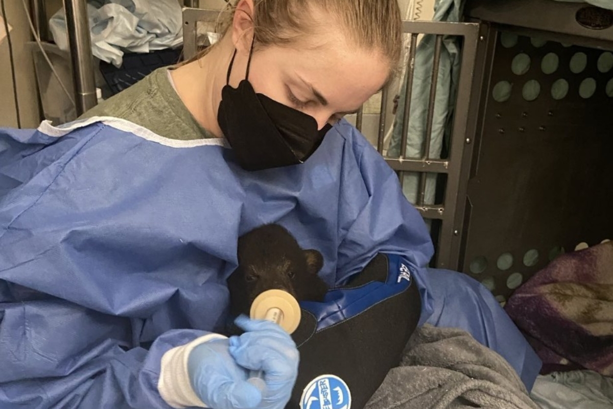First bear cub of 2026 admitted to Wildlife Center of Virginia ...